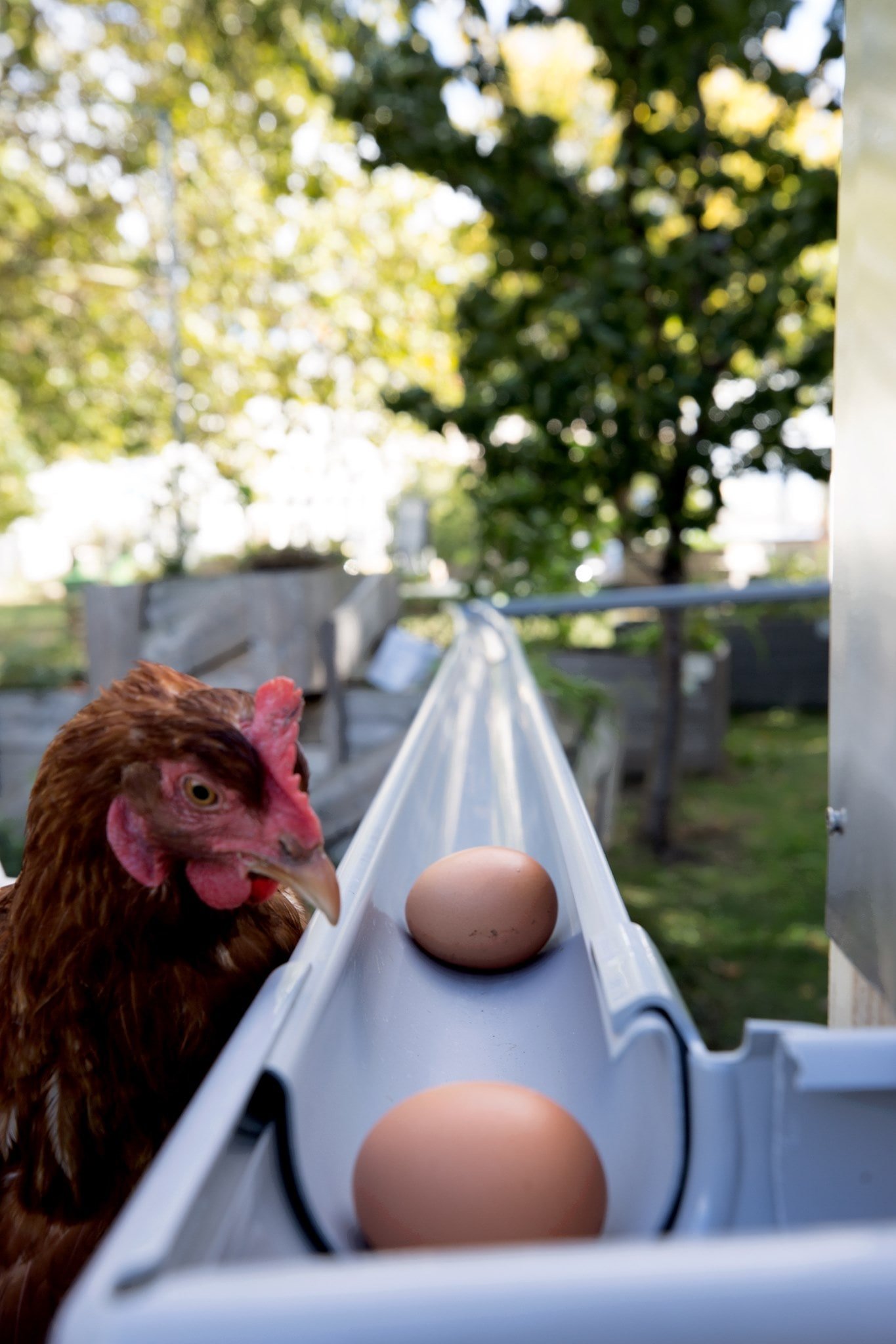 Egg Vending Machine Makes Chickens Become Part of the Urban Economy ...