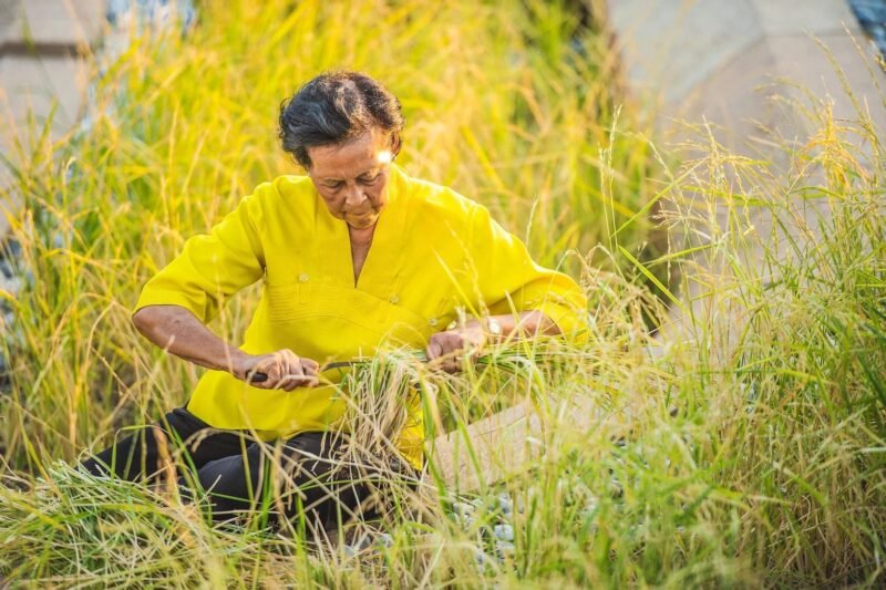 Asia’s Largest Rooftop Farm Is a Rice Terrace on Top of a University ...